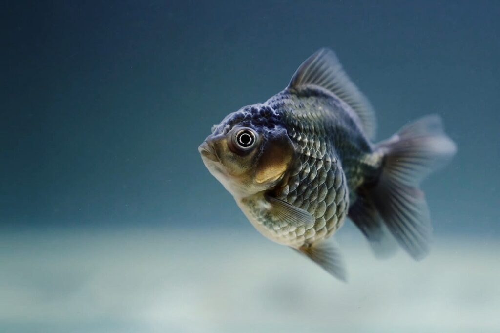 25 Pet Animal Names With Pictures | JBM Smart Start