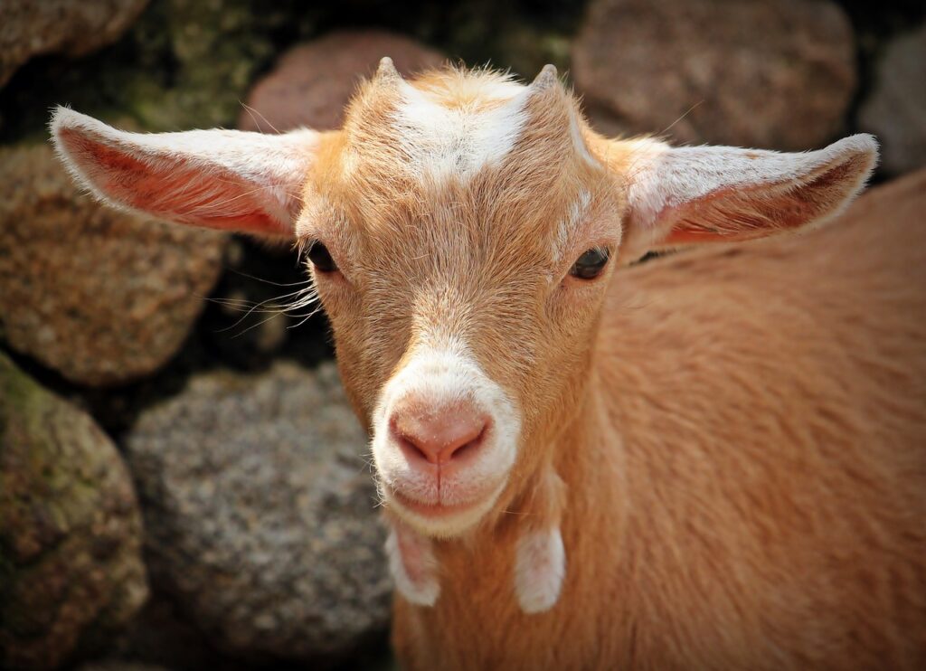 25 Pet Animal Names With Pictures | JBM Smart Start